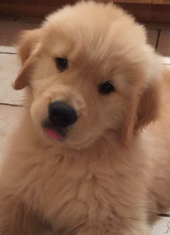 Golden Litters & Puppies — PoeticGold Farm